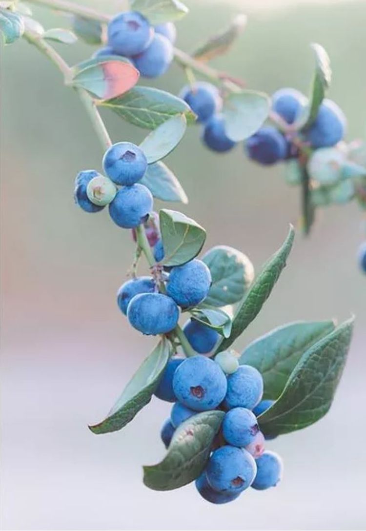 Gerry Ranch - Visit Camarillo